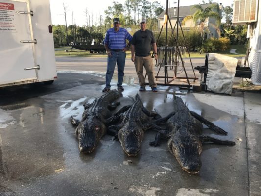 Team Building Florida Alligator Hunt - Central Florida Trophy Hunts