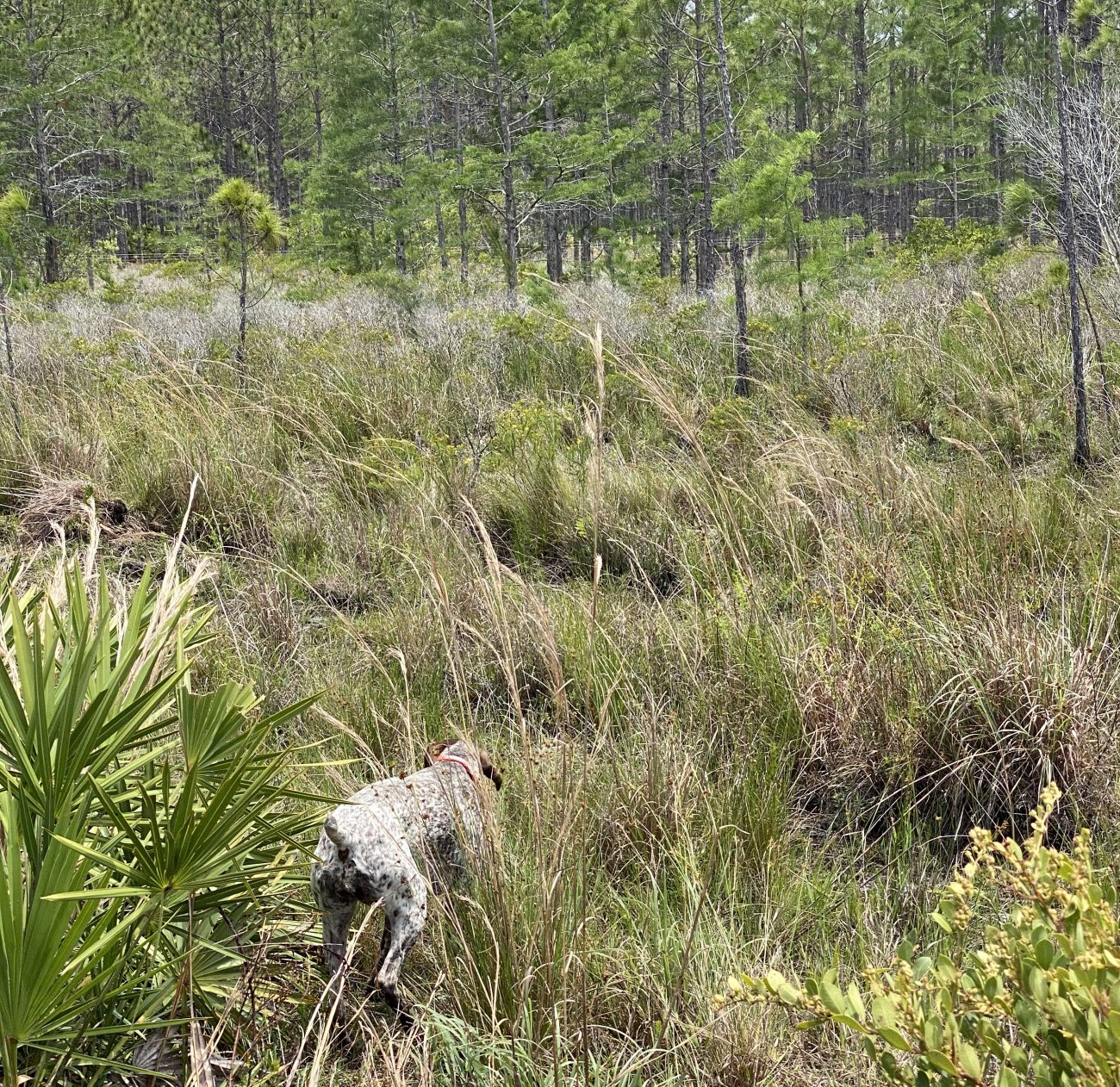 Quail Hunts at P4 Ranch | Central Florida Trophy Hunts